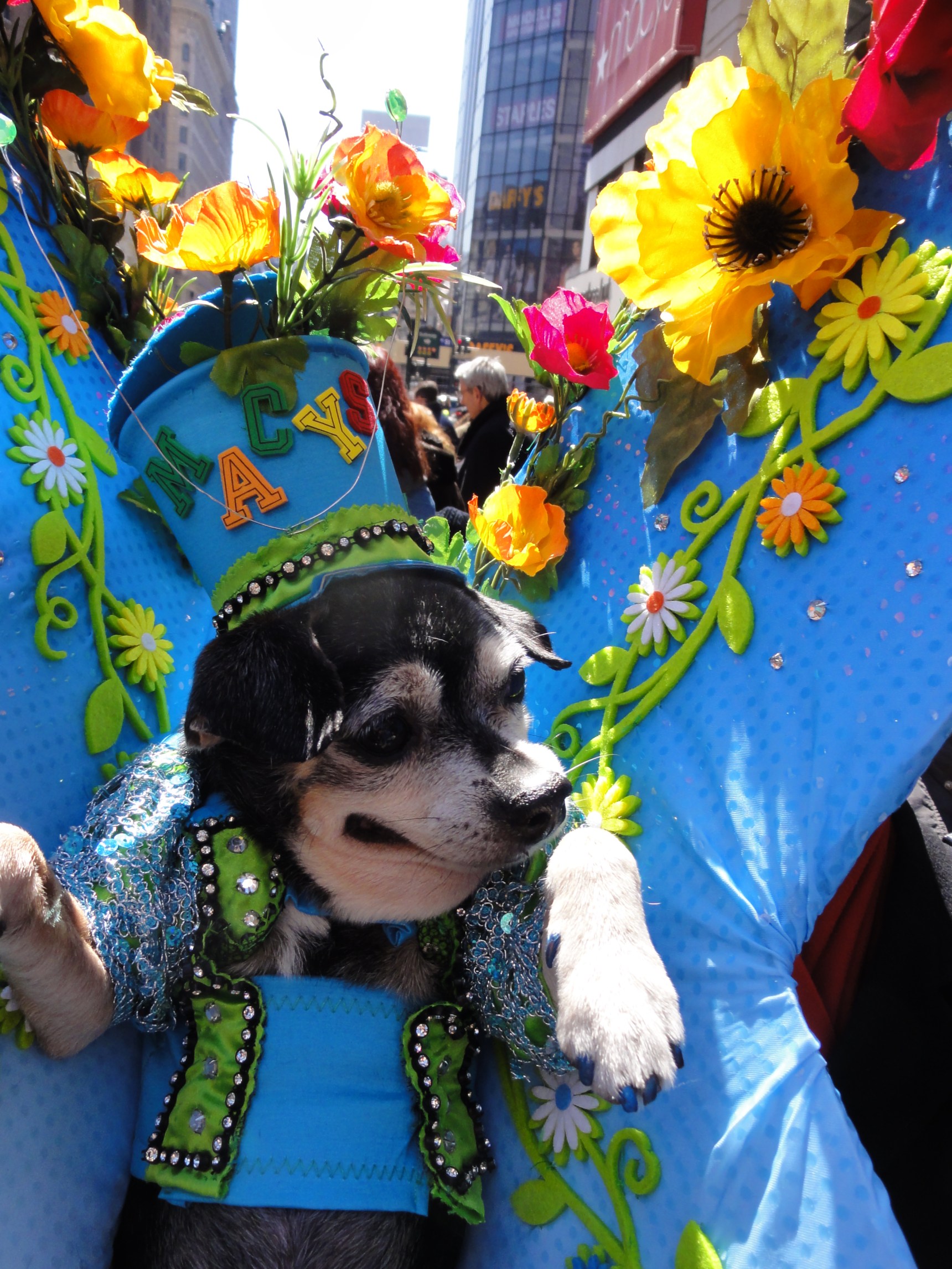 Costumes | Anthony Rubio Designs - Dog Fashion