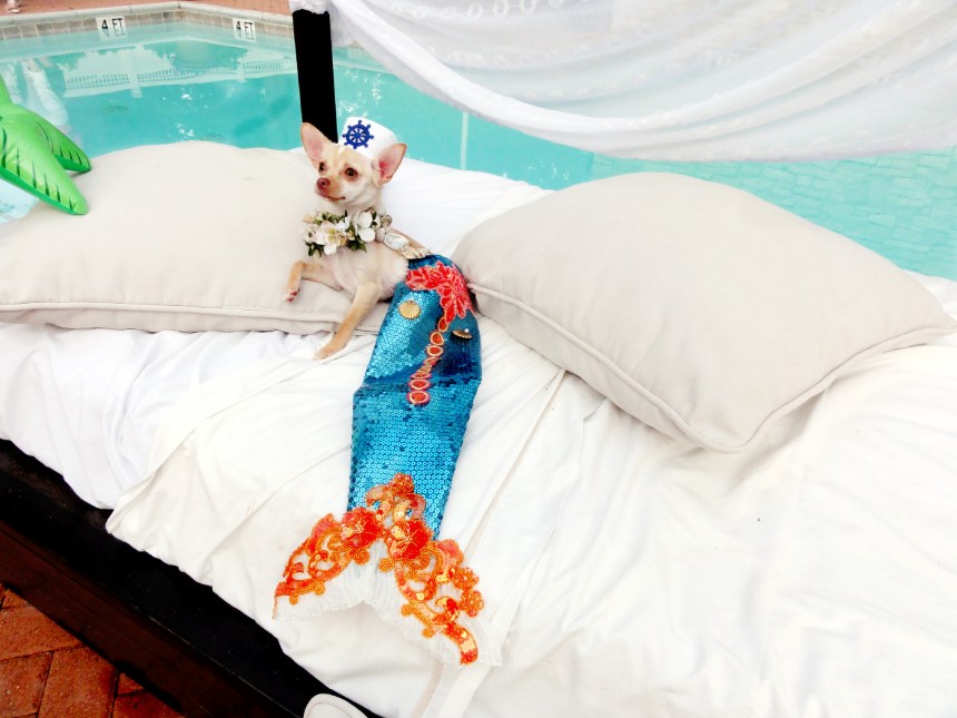 Costumes | Anthony Rubio Designs - Dog Fashion